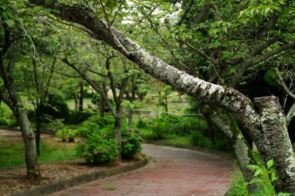 Watch for branches growing on footpaths | collegelawns.co.uk